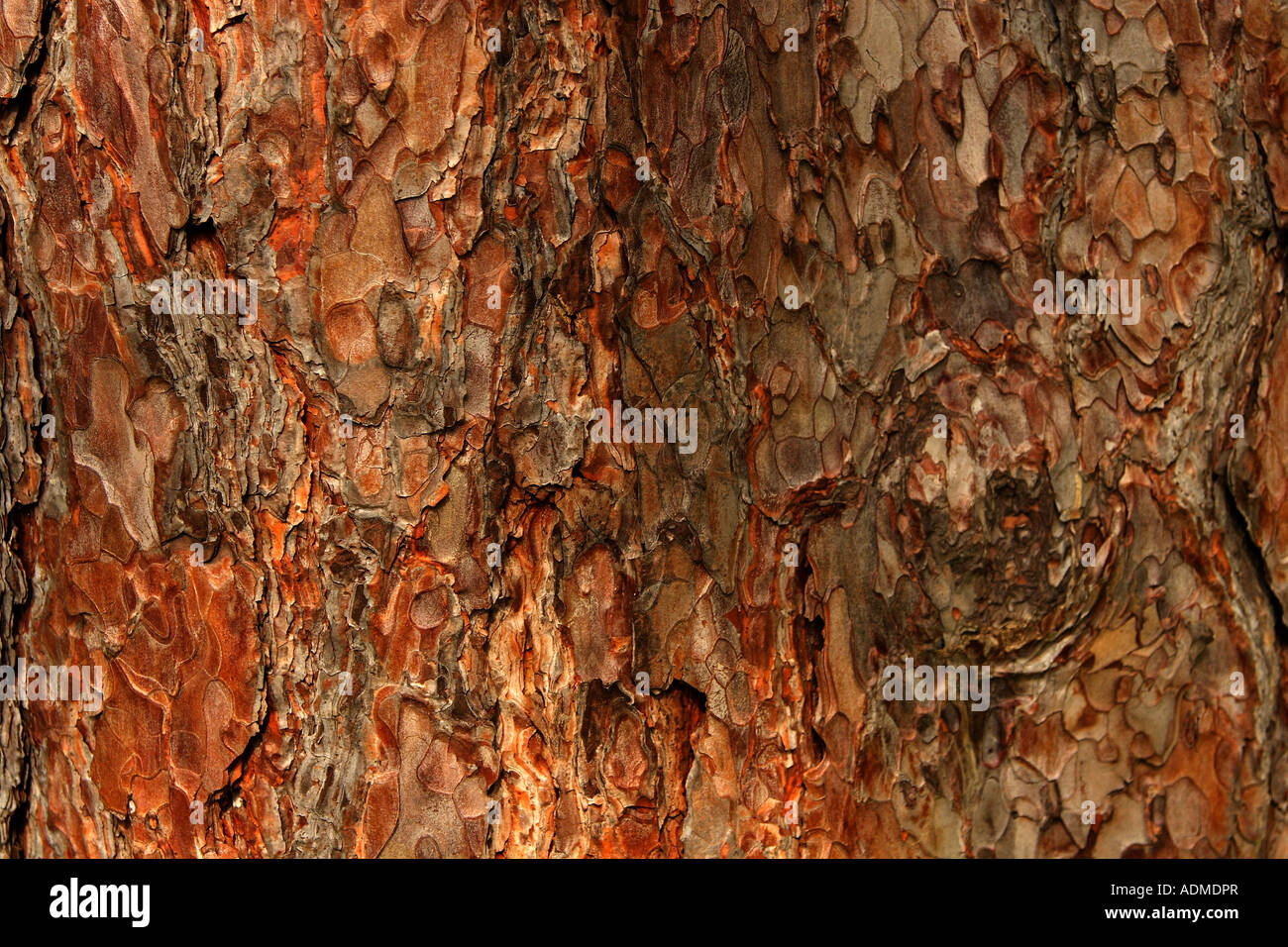 Red tree bark texture Stock Photo - Alamy
