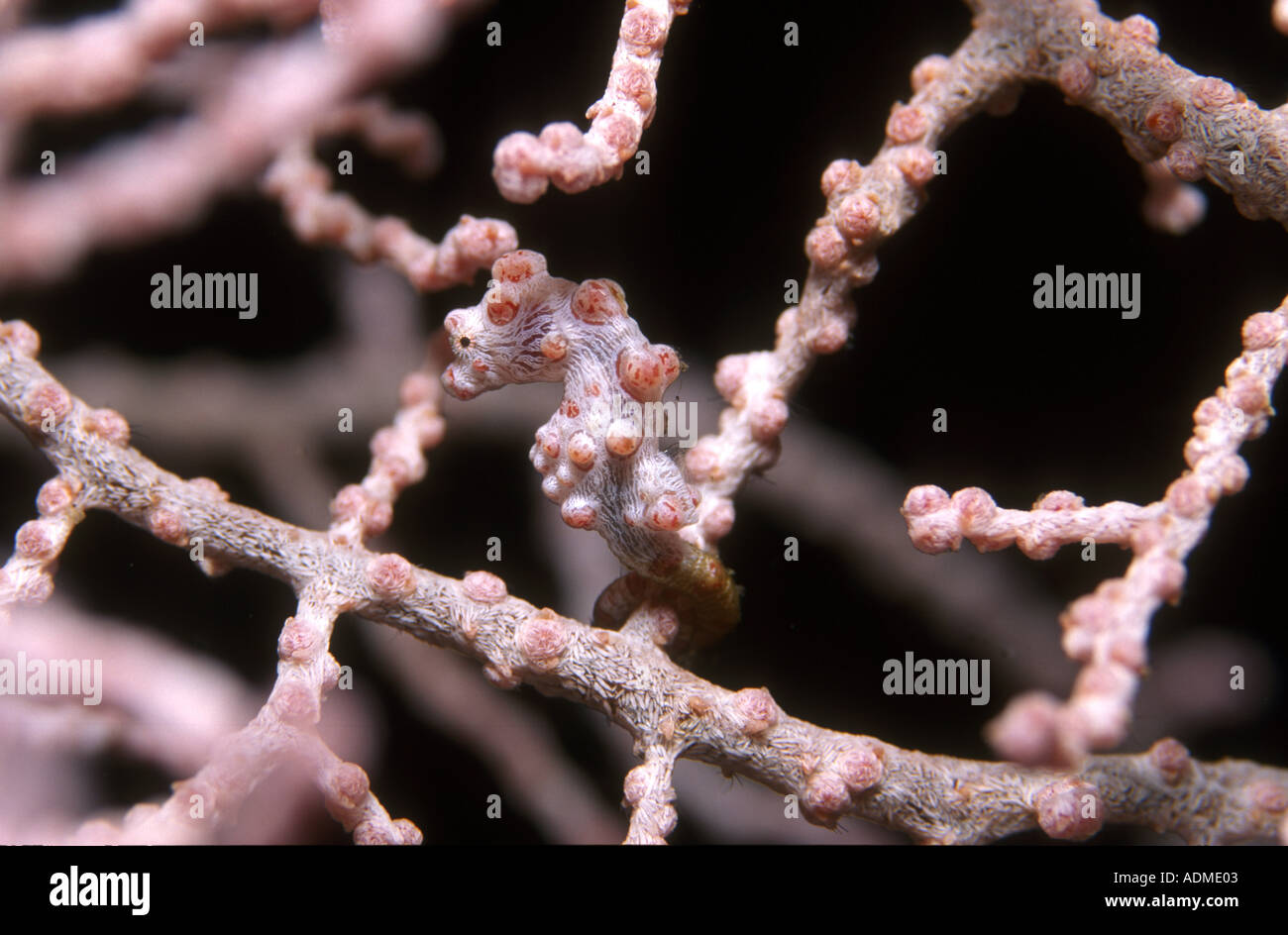 seahorse Hippocampus bargibanti Thomas Aichinger V W Stock Photo - Alamy