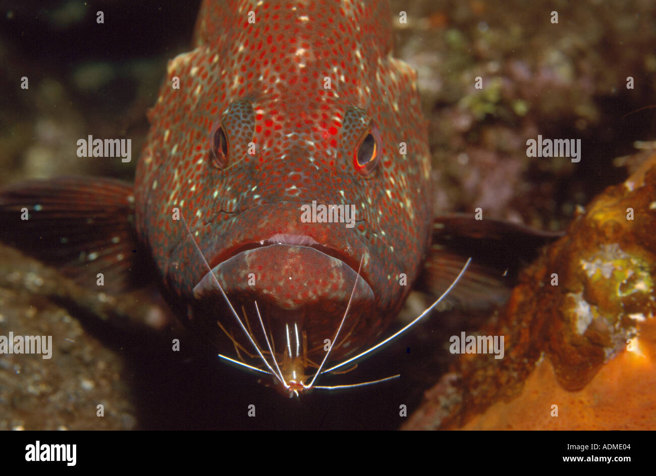 tomato grouper Cephalopholis sonnerati Thomas Aichinger V W Stock Photo ...