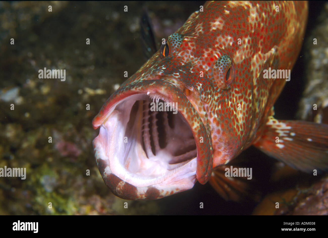 tomato grouper Cephalopholis sonnerati Thomas Aichinger V W Stock Photo ...