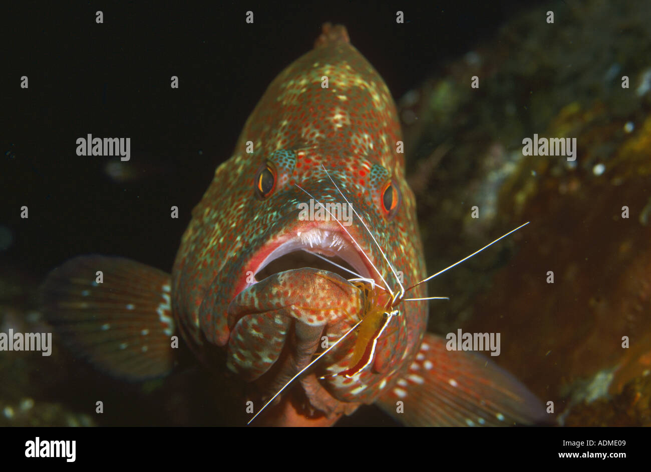 Goliath grouper mouth hi-res stock photography and images - Alamy
