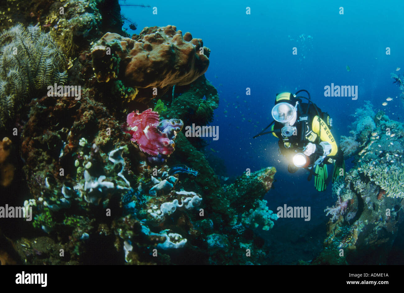 Leaf Scorpionfish Taenianotus triacanthus Thomas Aichinger V W Stock ...
