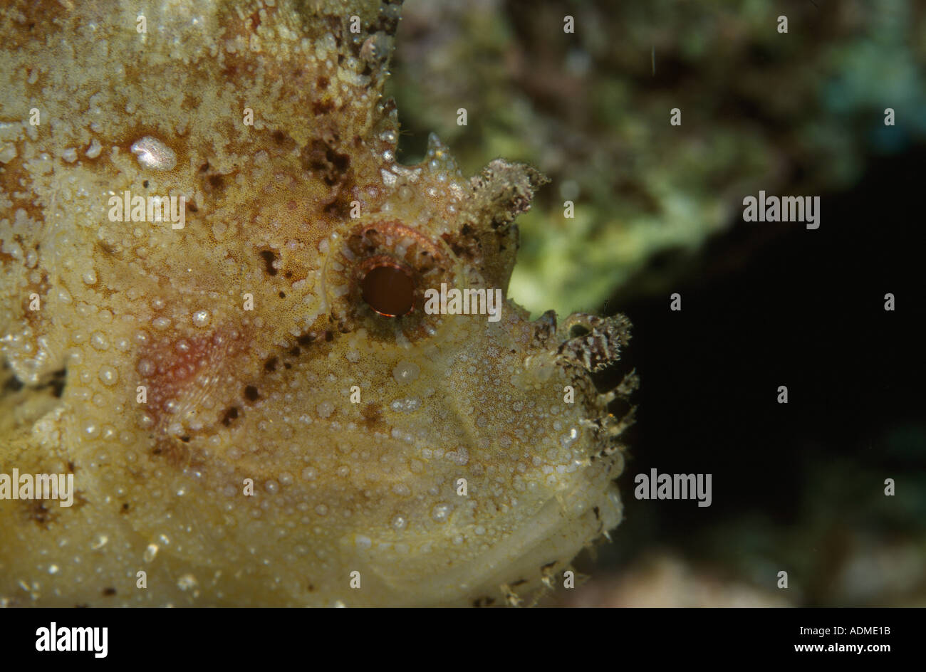 Leaf Scorpionfish Taenianotus triacanthus Thomas Aichinger V W Stock ...