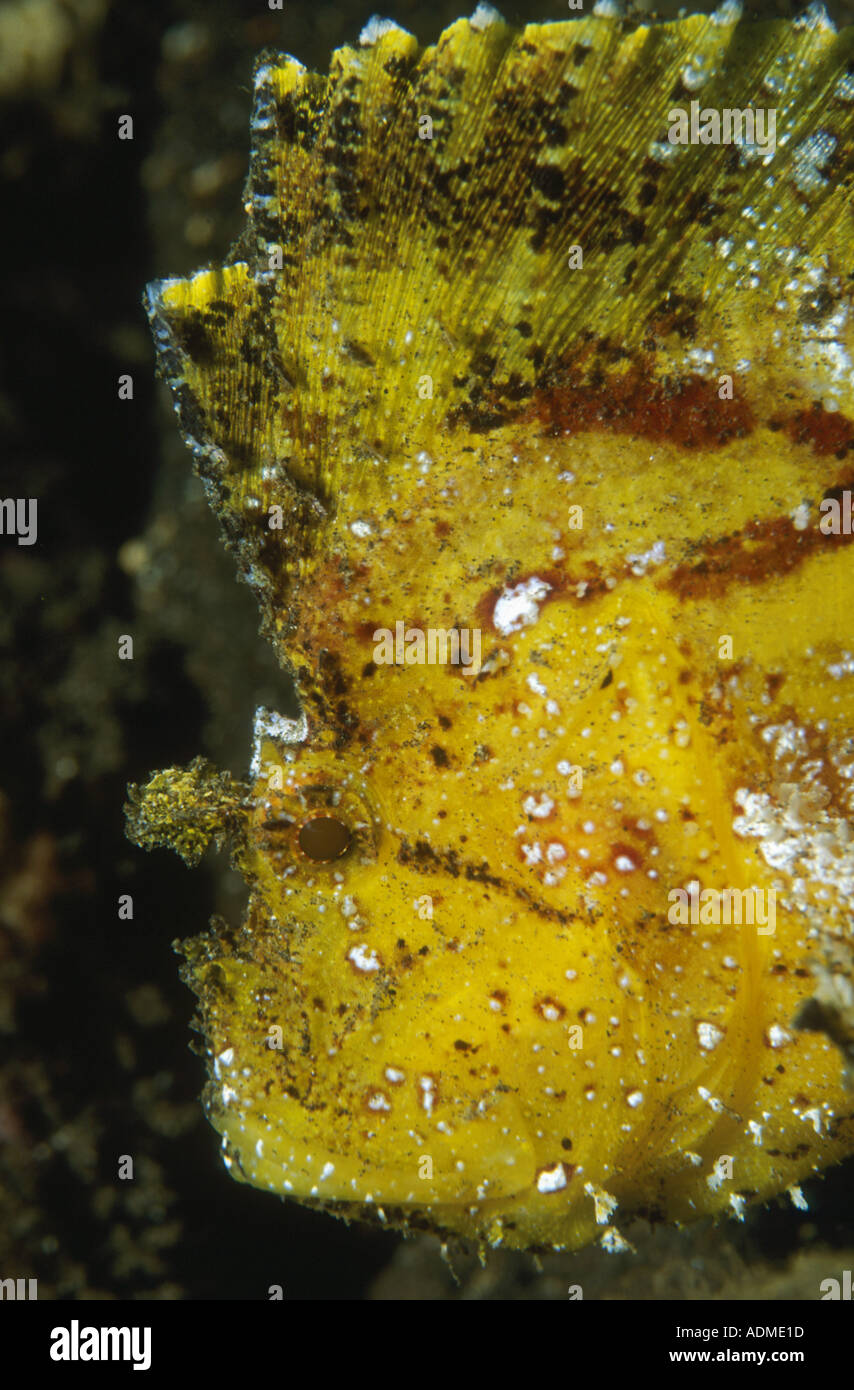 Leaf Scorpionfish Taenianotus triacanthus Thomas Aichinger V W Stock ...