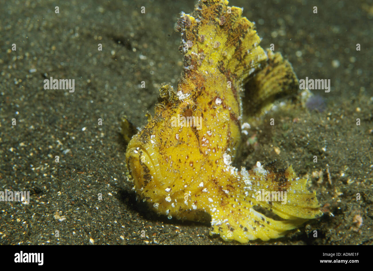 Leaf Scorpionfish Taenianotus triacanthus Thomas Aichinger V W Stock ...