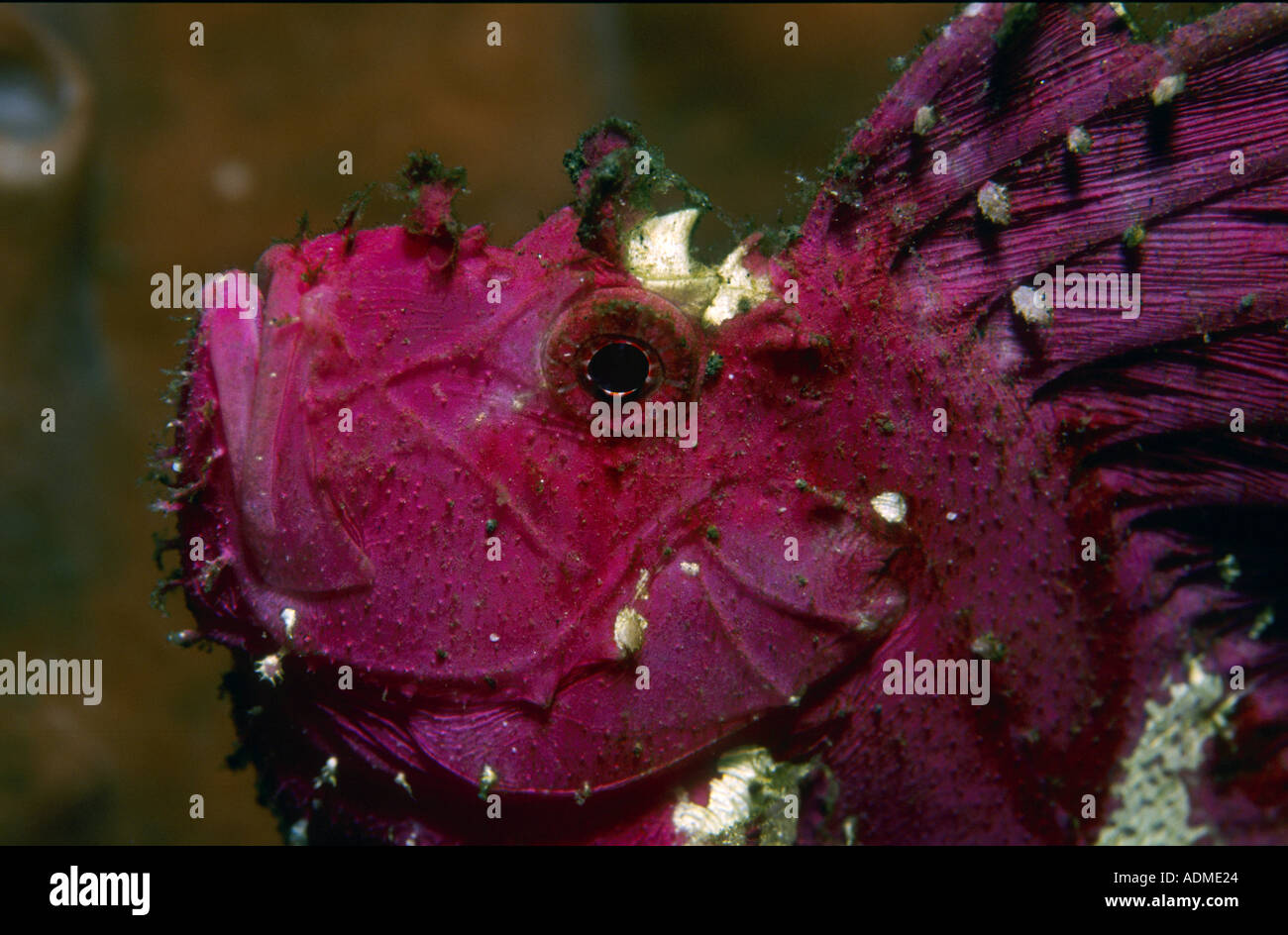 Leaf Scorpionfish Taenianotus triacanthus Thomas Aichinger V W Stock ...