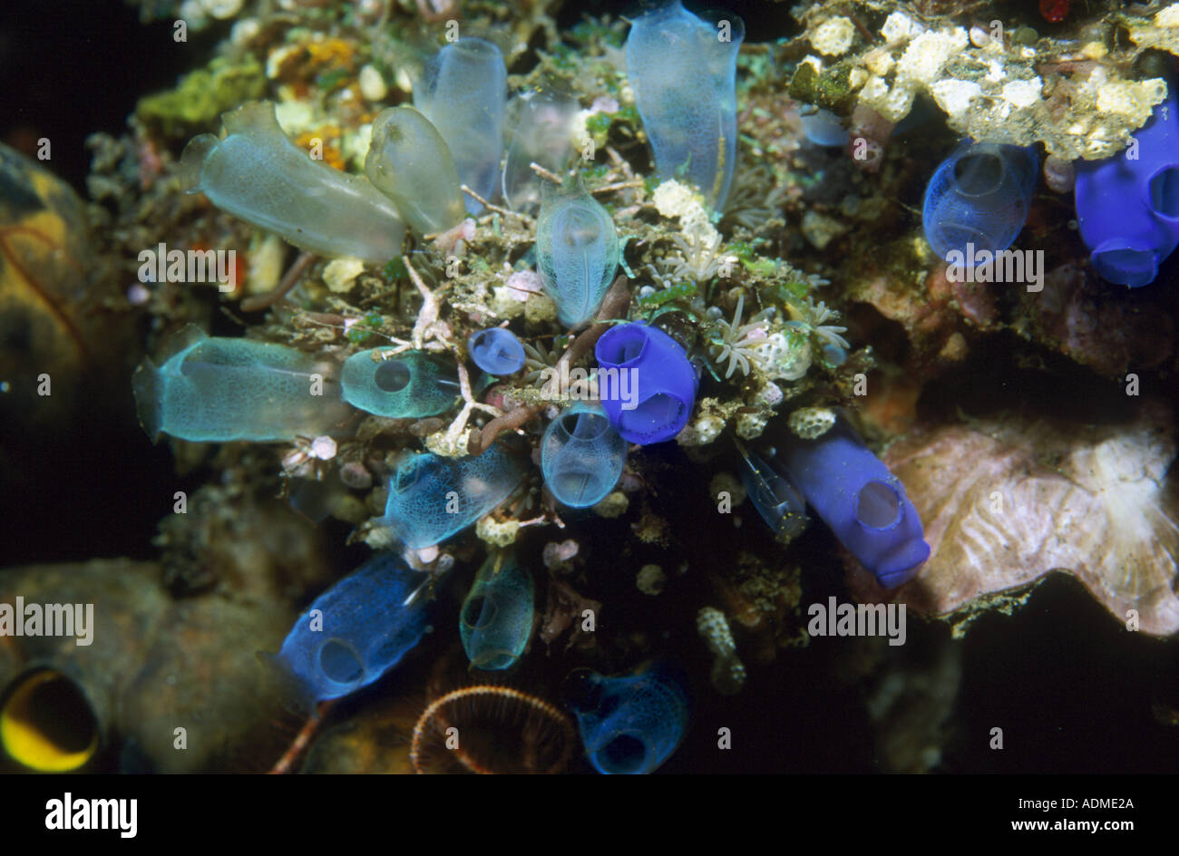 Acopa hi-res stock photography and images - Alamy