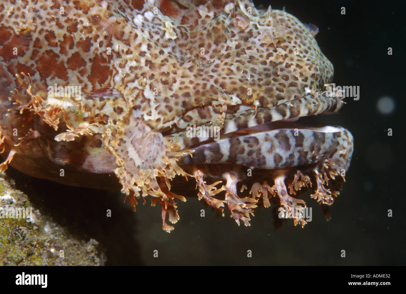 Flathead scorpionfish Scorpaenopsis oxycephala Thomas Aichinger V W ...