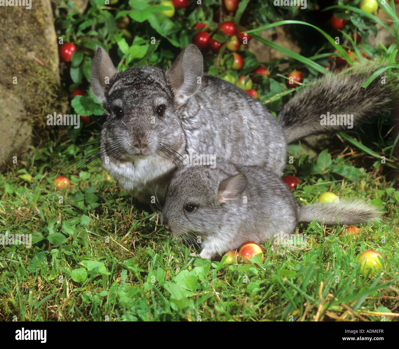 chinchilla with cub Stock Photo - Alamy