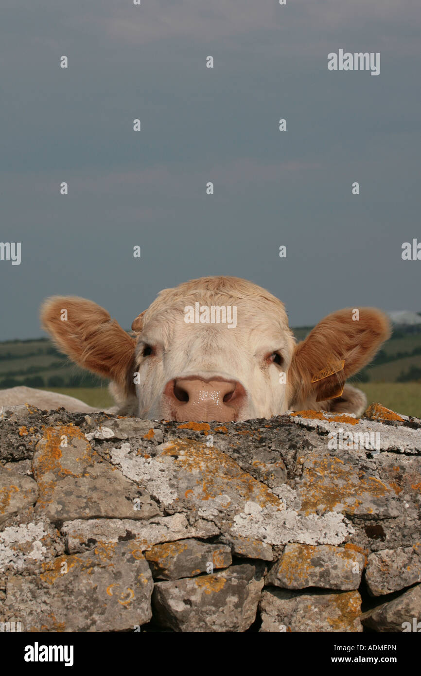 Funny steer animal hi-res stock photography and images - Alamy