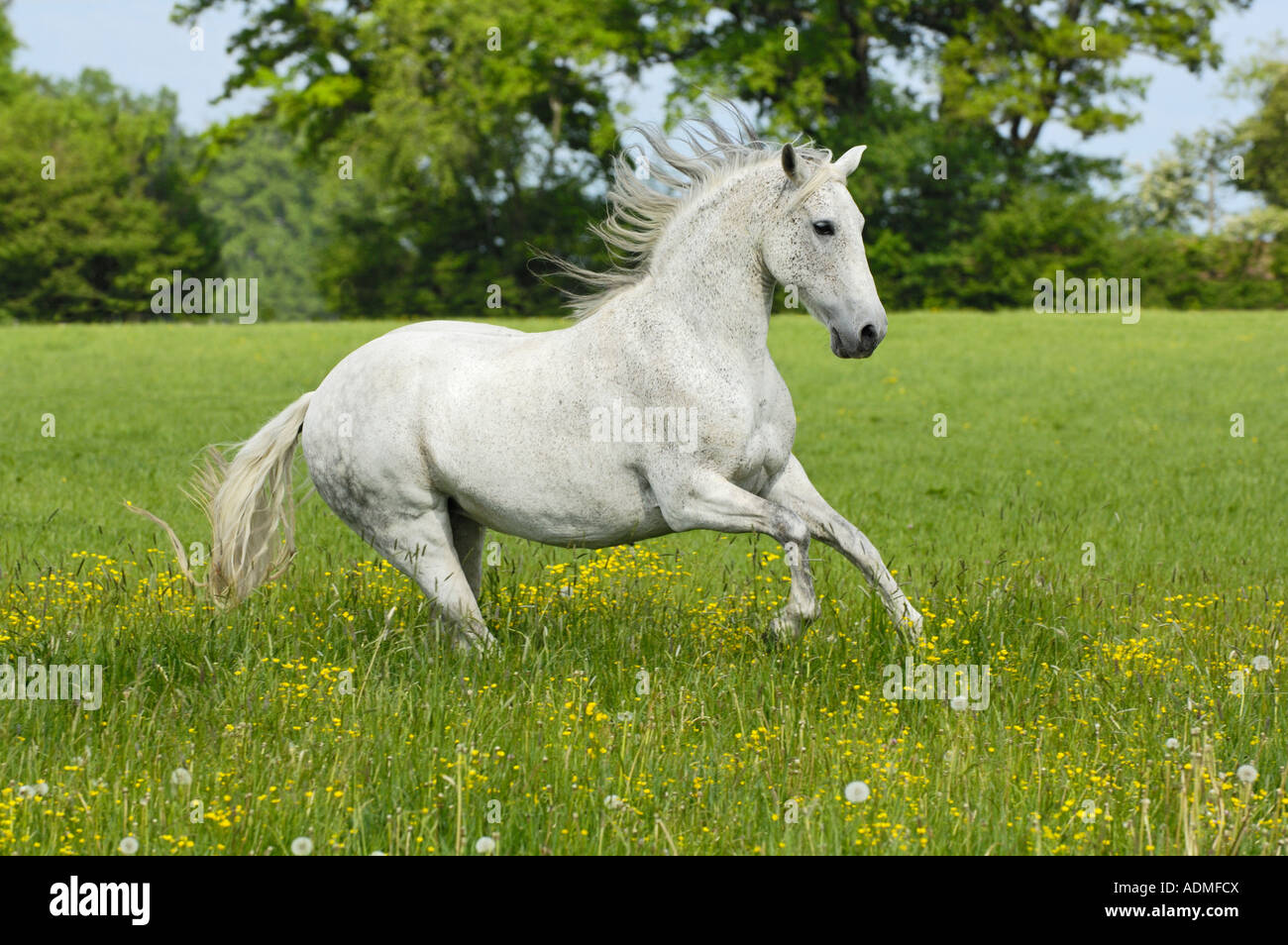 Grey horse galloping hi-res stock photography and images - Alamy