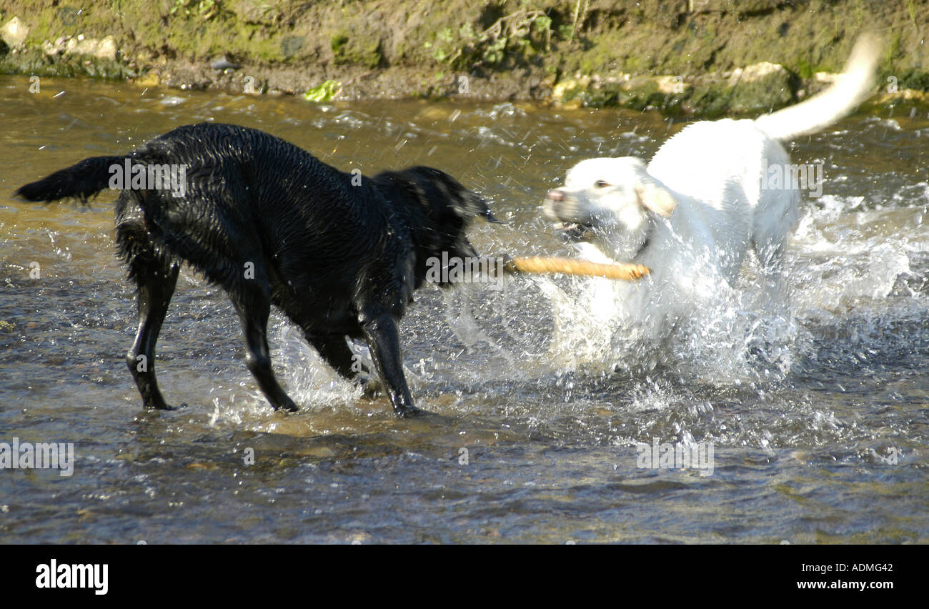 pet dog tame train challenge commitment communication competition ...