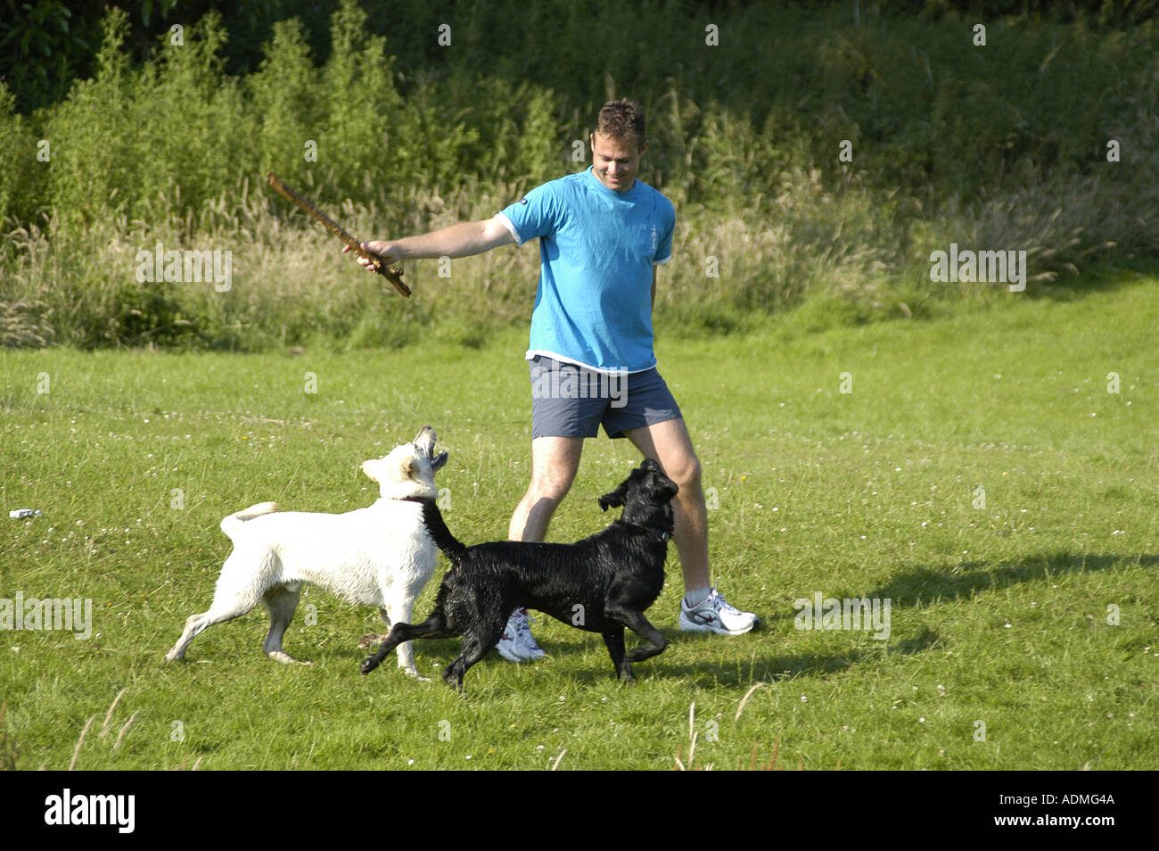 pet dog tame train challenge commitment communication competition ...