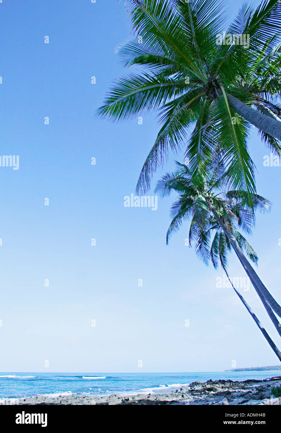 Palm trees on tropical shoreline Stock Photo - Alamy