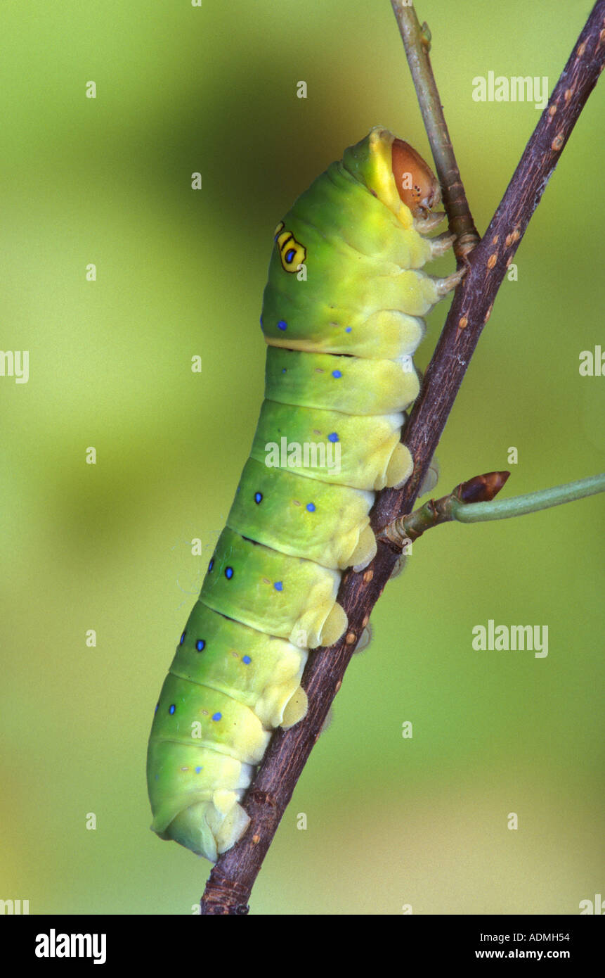 Two Tailed Swallowtail Caterpillar Stock Photo - Alamy
