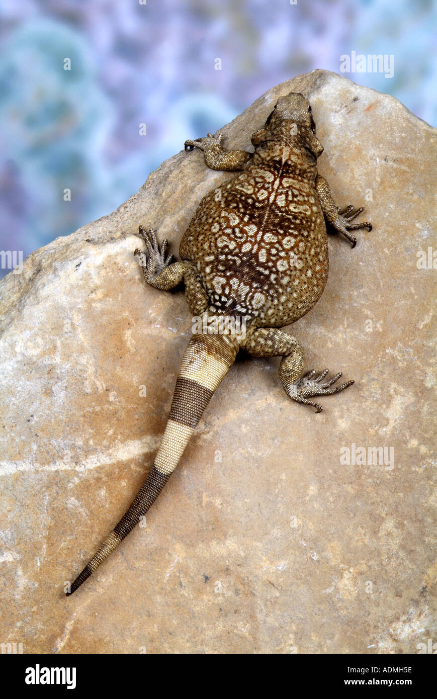 Chuckwalla arizona hi-res stock photography and images - Alamy