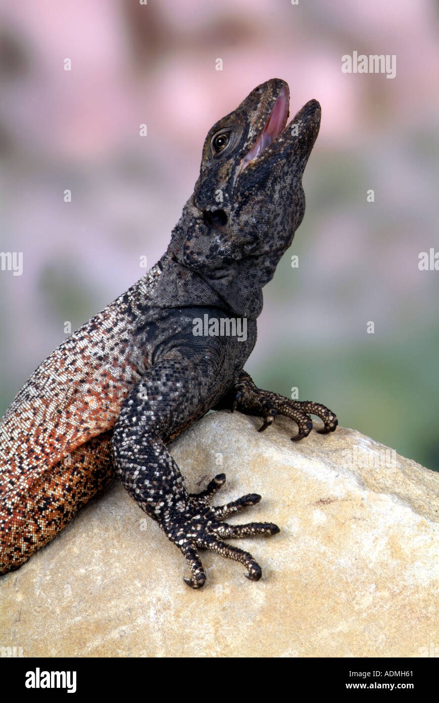 Chuckwalla male lizard Stock Photo - Alamy