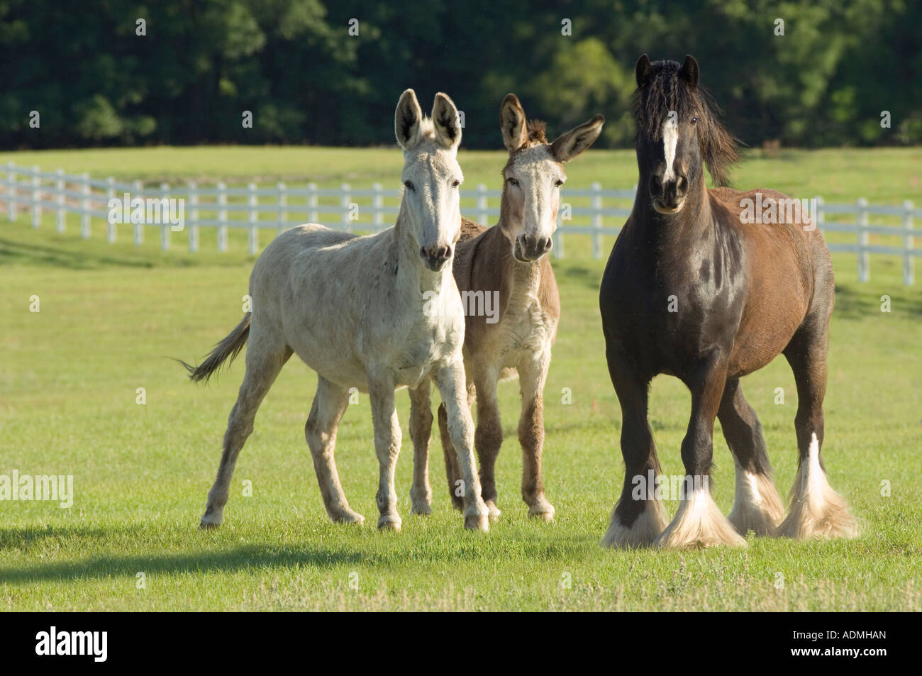Dwarf Shire Draft horse stallion in paddock with two mule friends Stock ...
