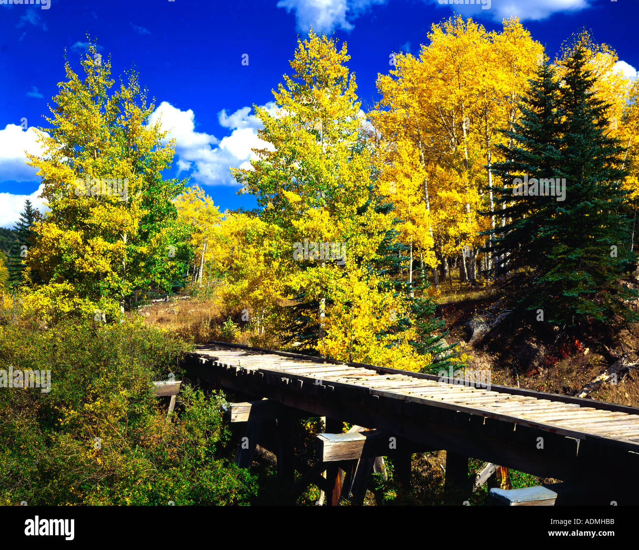 Quaking aspens in Autumn color in the Boulder mountains of the Sawtooth ...