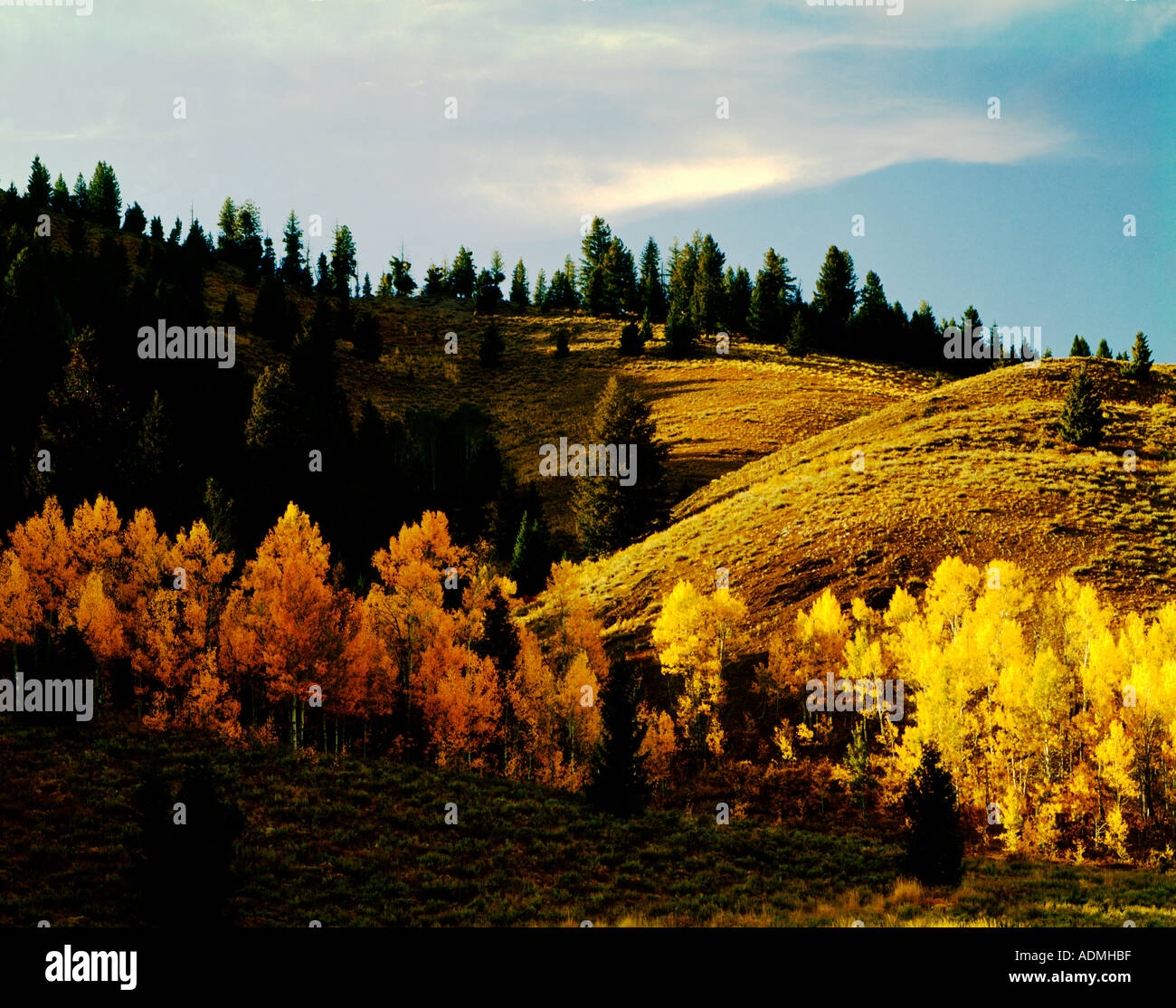 Quaking aspens in Autumn color in the Boulder mountains of the Sawtooth ...