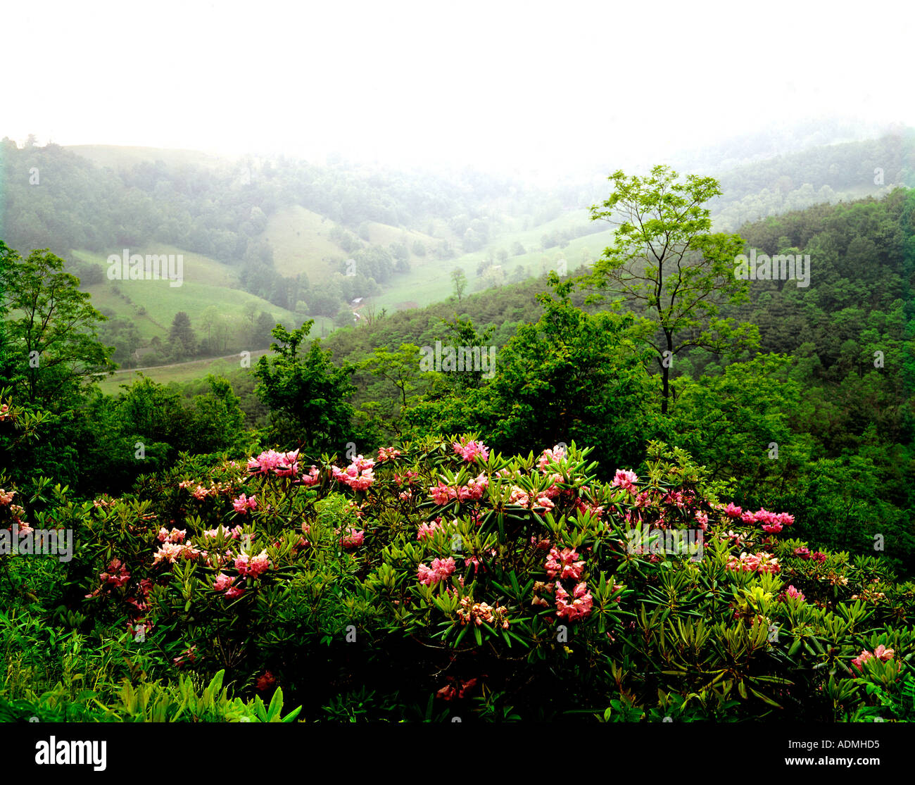 Native rhododendron bloom profusely in the foggy weather along the Blue ...