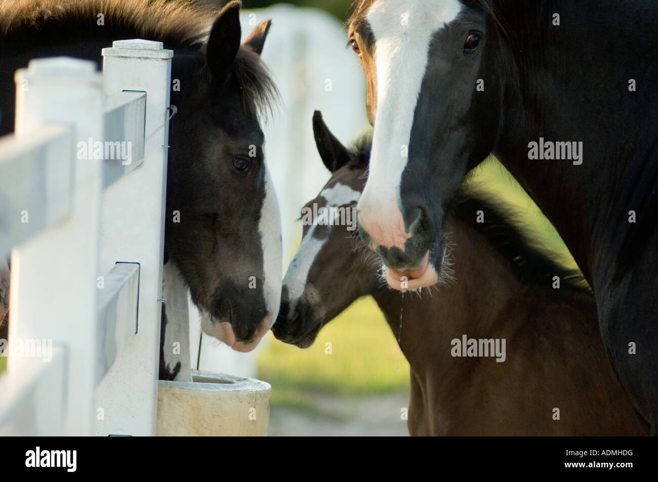 Shire Draft Horse mare with foal greet weanling at water trough Stock ...