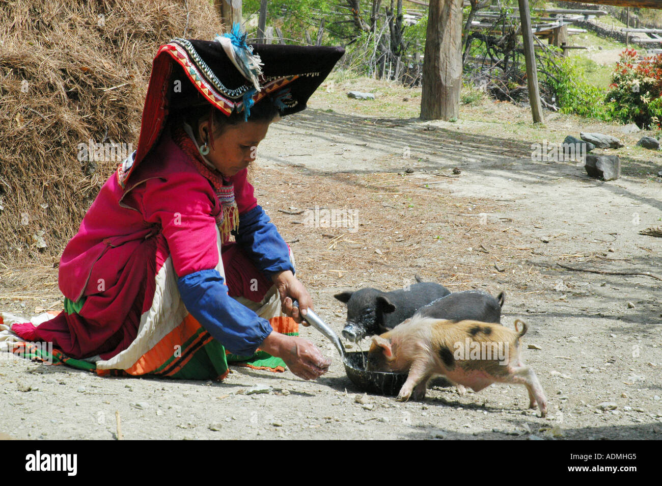 Woman feeding pigs hi-res stock photography and images - Alamy