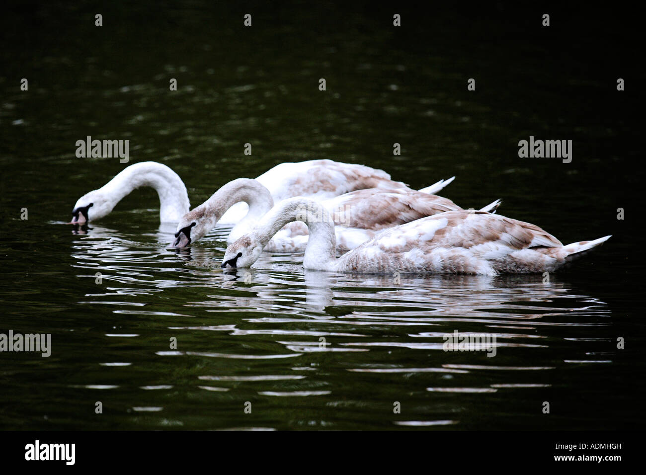 Three Swans fishing on lake Stock Photo - Alamy