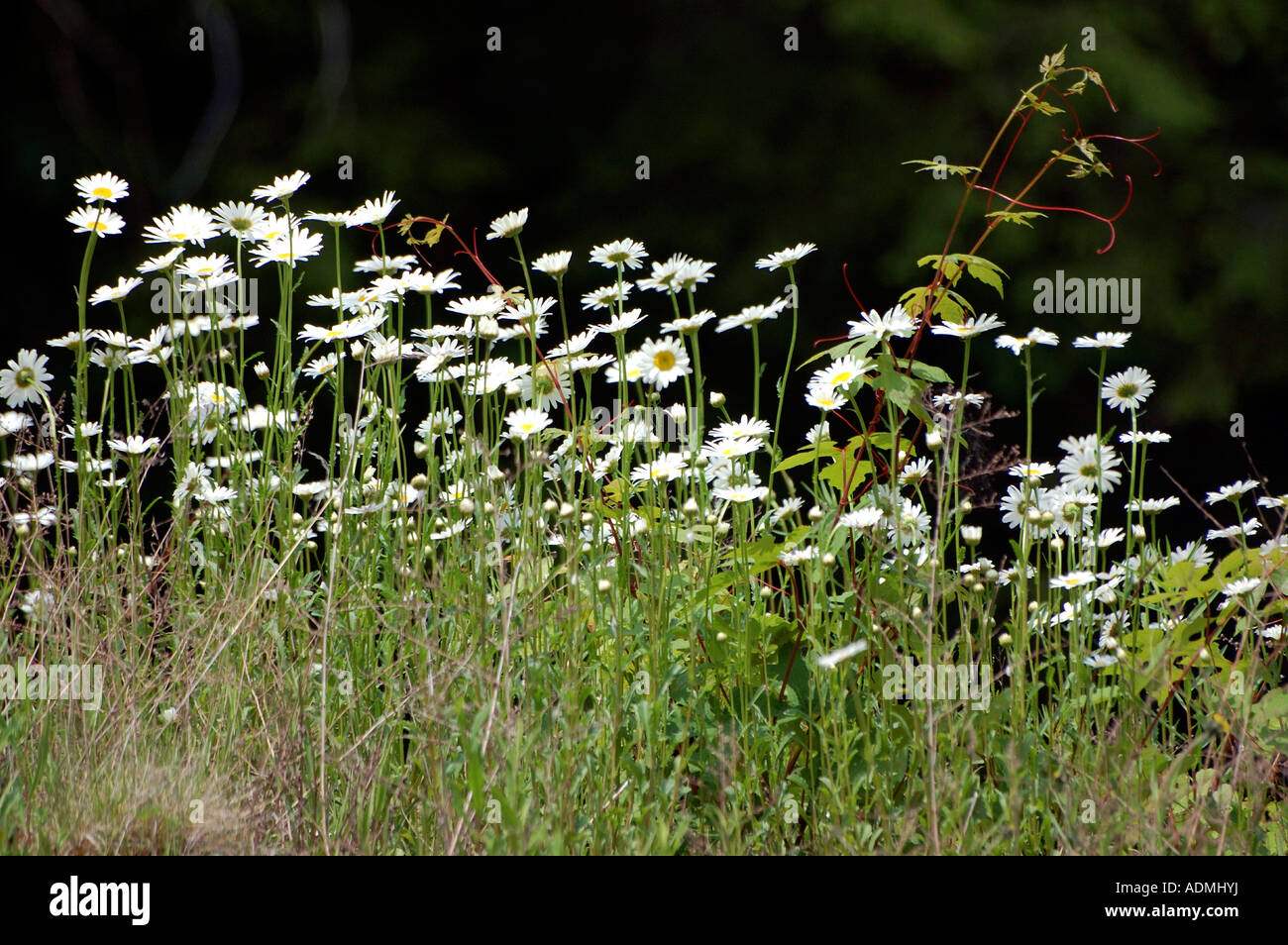 A field of daisies growing near an area of shrubland Stock Photo - Alamy