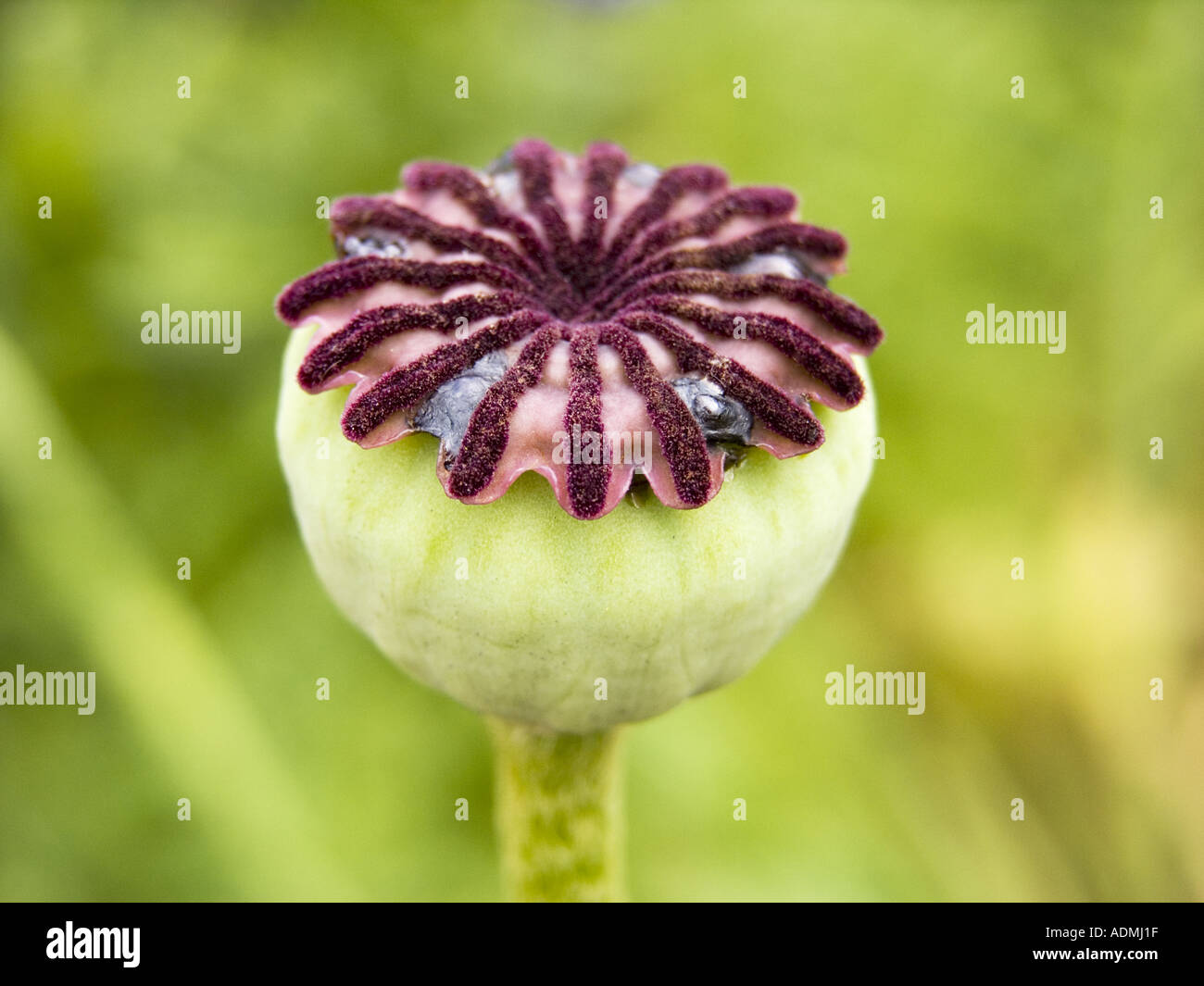 POPPY capsule sagger sleep poppy paper paperis flower seed seeds Stock ...