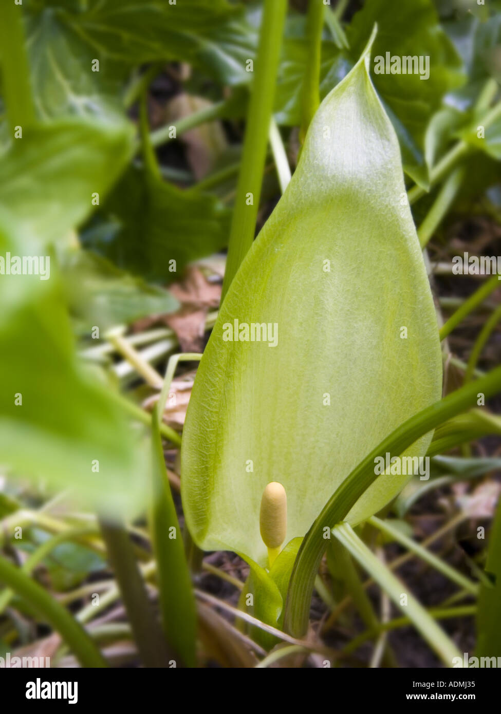 ARACEAE Arum Maculatum L Aron Aronstab Geophyt subatl smed hygromorph Stock Photo - Alamy