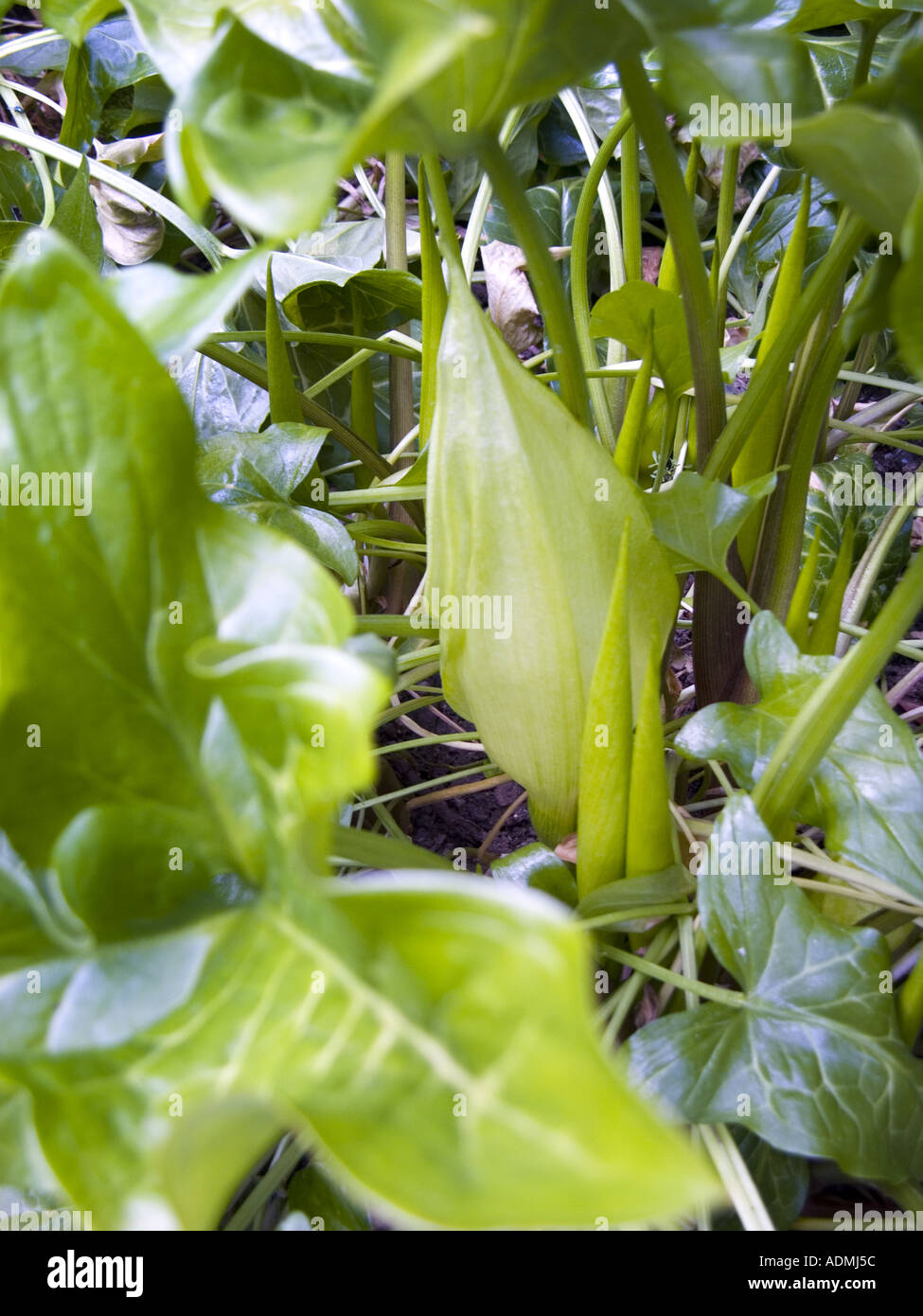 Monocot lily plant root hi-res stock photography and images - Alamy