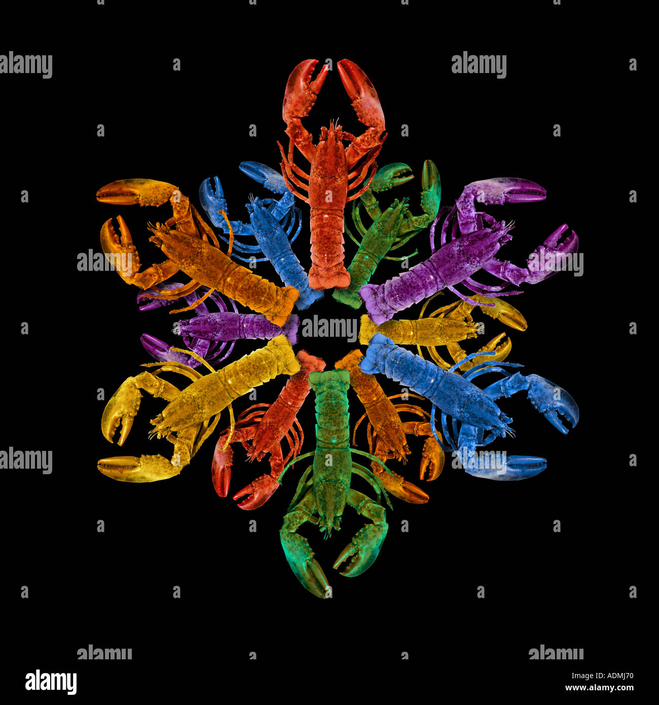 Lobster Star playful composition of rainbow colored lobsters over a ...