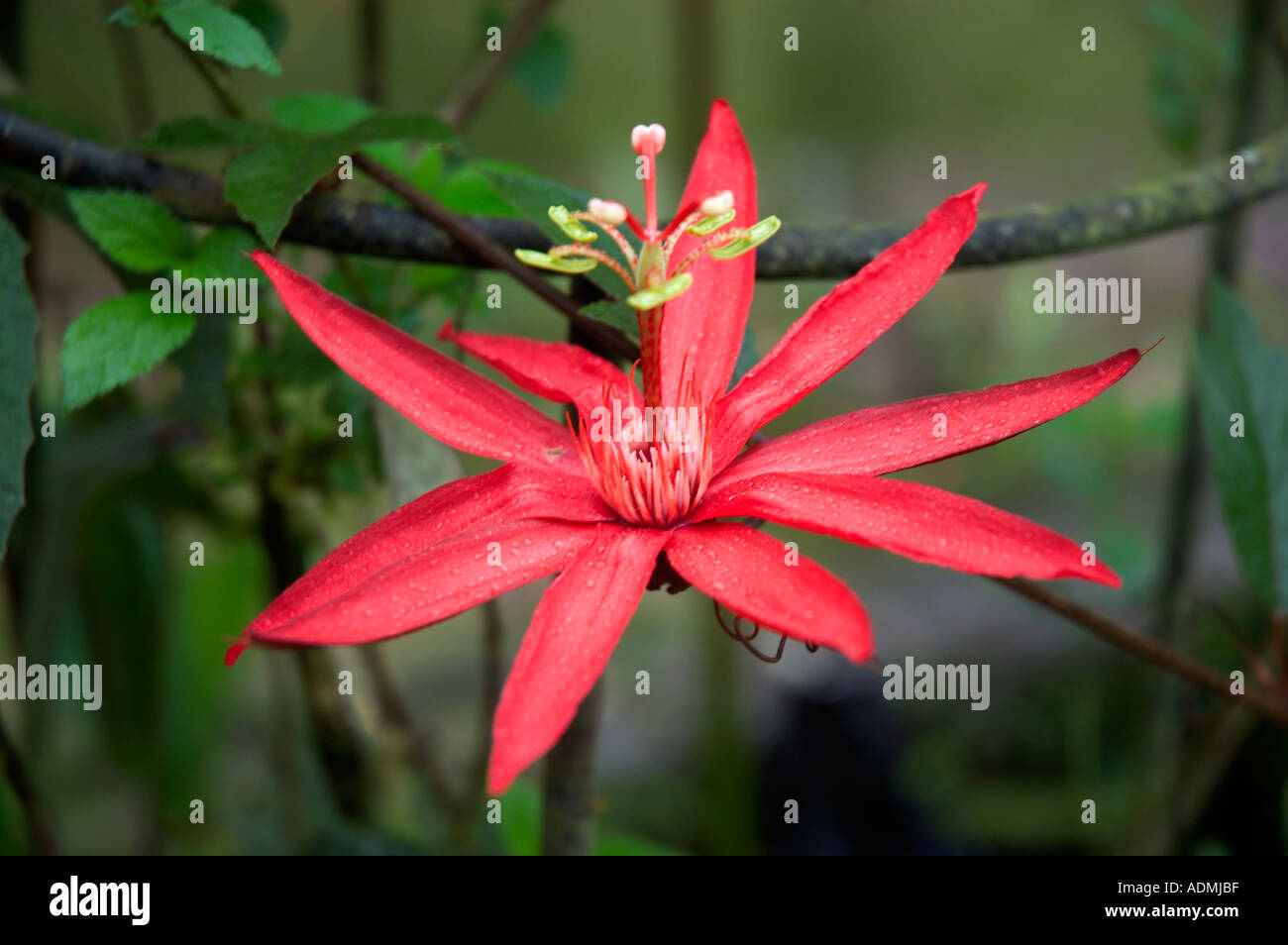 Costa Rica flower Stock Photo - Alamy