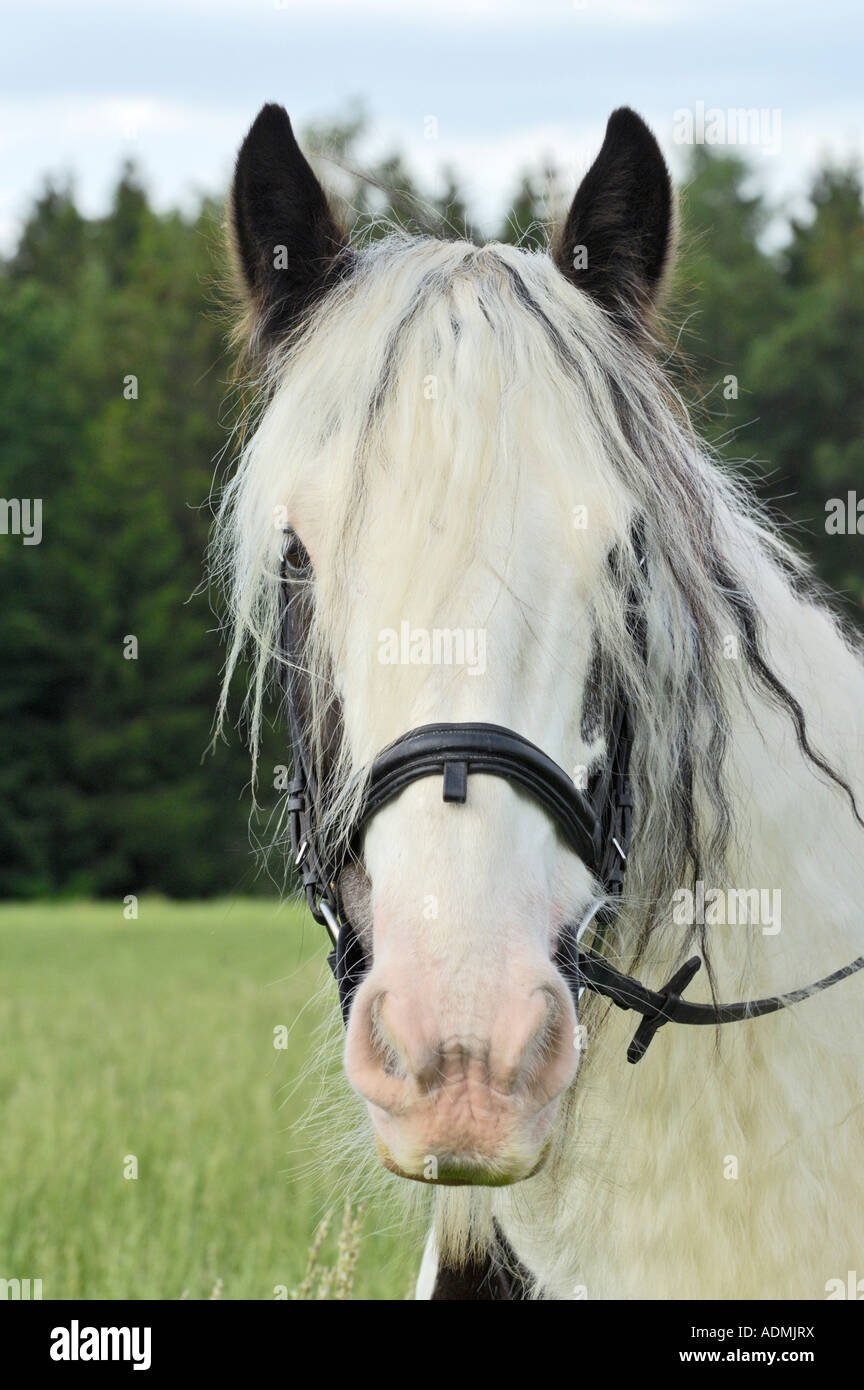 Portrait of an "Irish Tinker" horse Stock Photo - Alamy