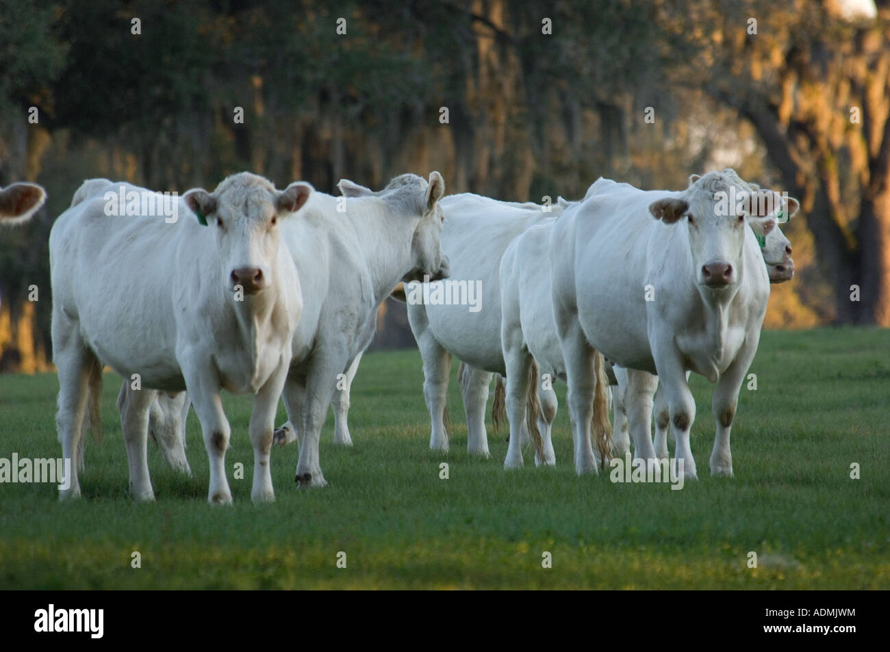 Herd of Charolais Cattle in pasture Stock Photo - Alamy