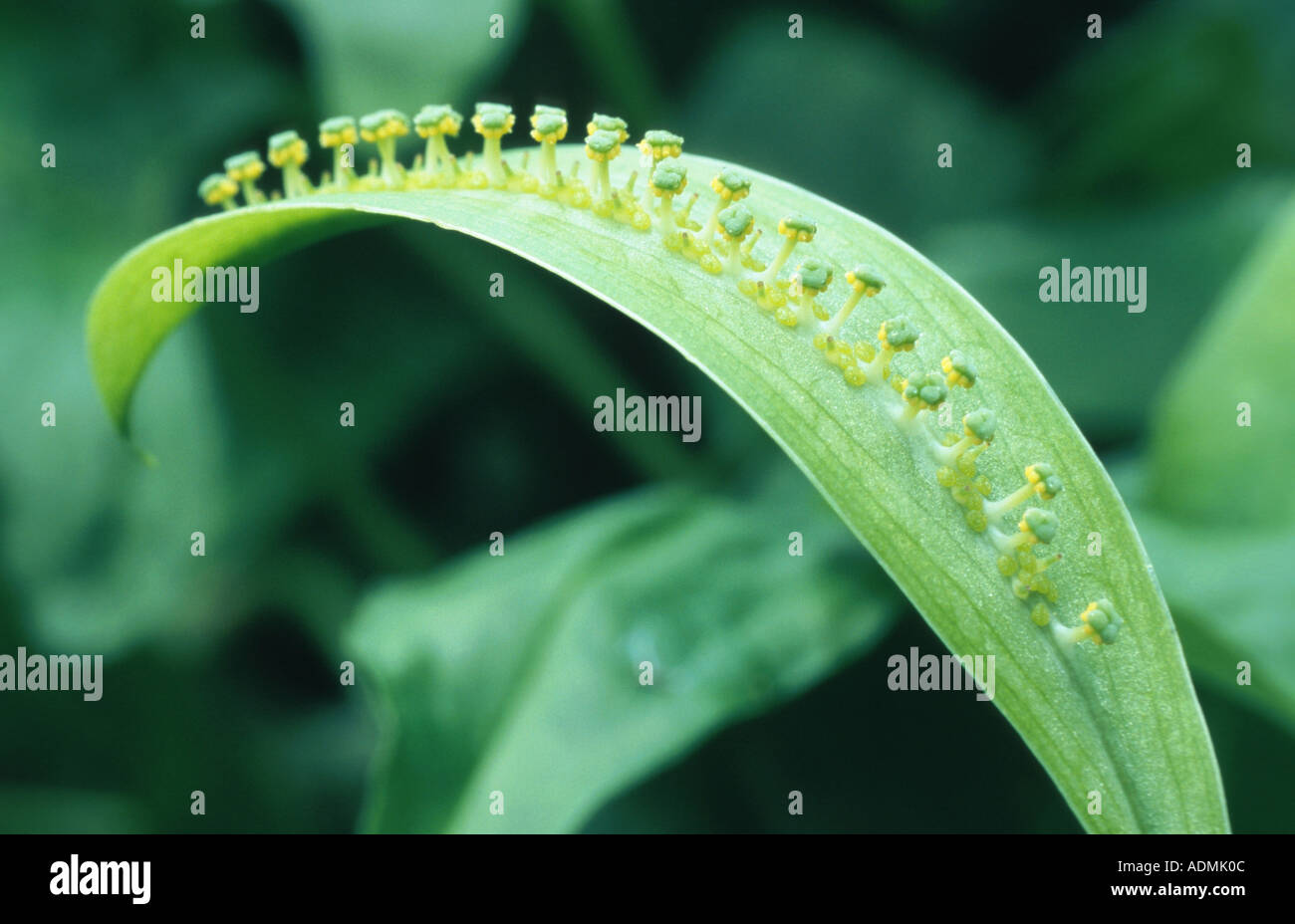 worm plant, fruit sheath plant (Spathicarpa sagittifolia ...