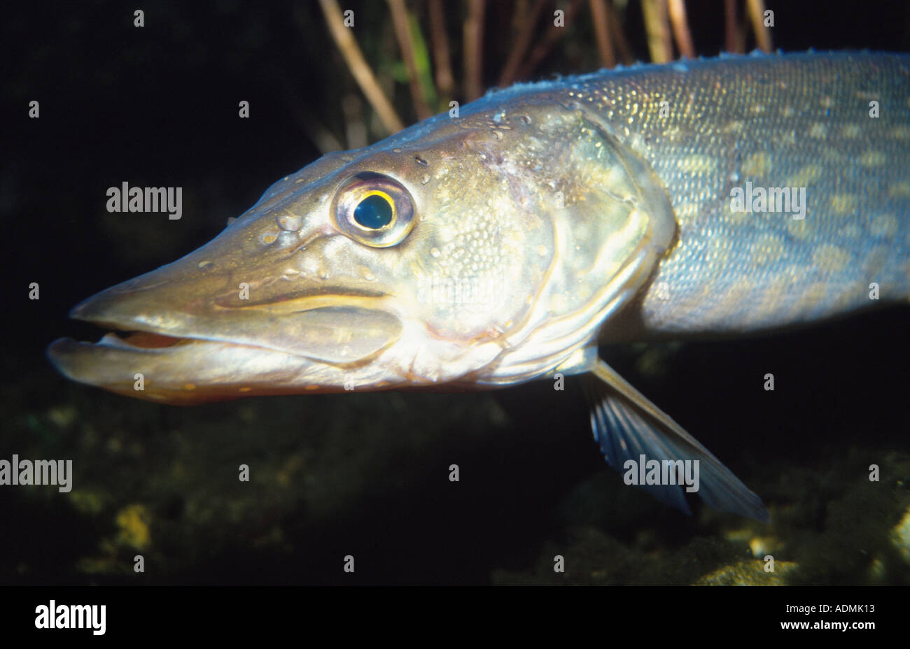 pike, northern pike (Esox lucius), head, side view Stock Photo - Alamy