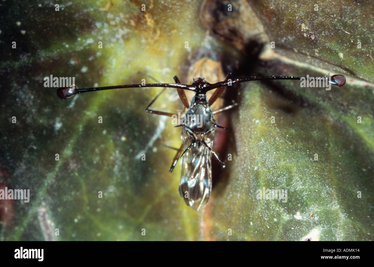 Stalk eyed flies (cyrtodiopsis) hi-res stock photography and images - Alamy