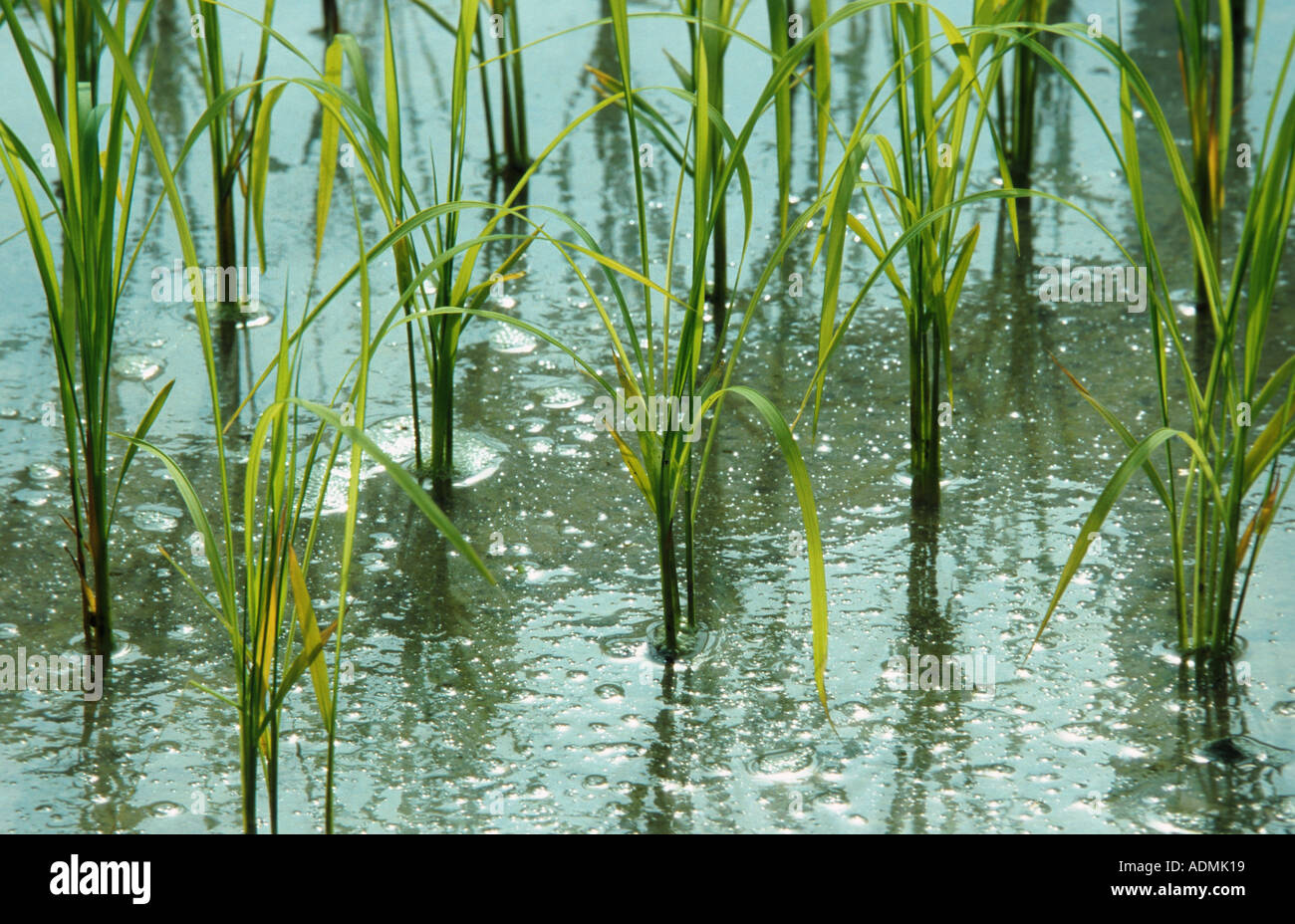 common rice (Oryza sativa), young plants in water Stock Photo - Alamy
