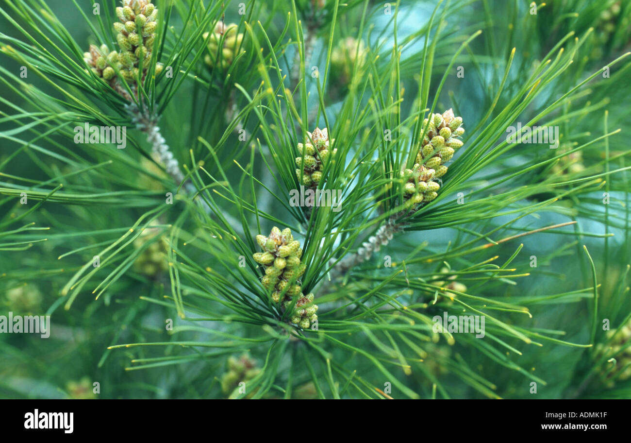 aleppo pine (Pinus halepensis), male inflorescences Stock Photo - Alamy