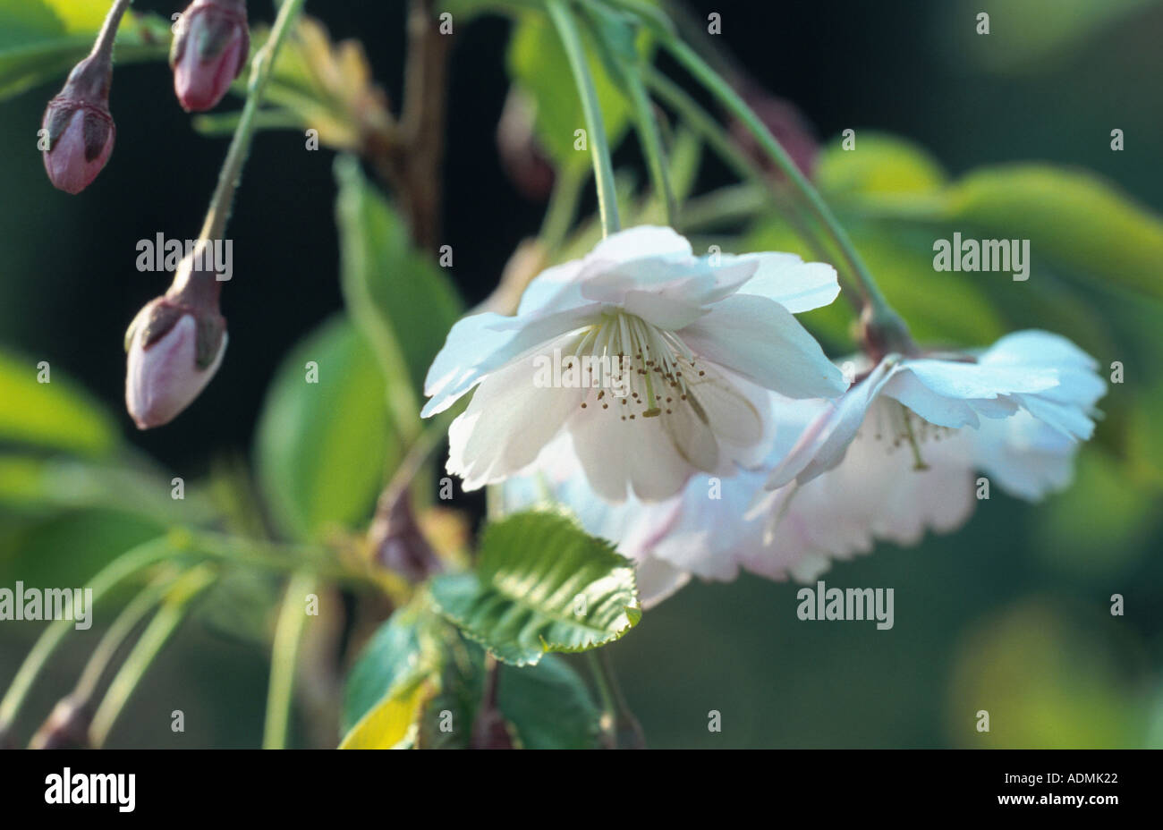 Sargent Cherry, Sargent's Cherry (Prunus sargentii), blossoms Stock ...