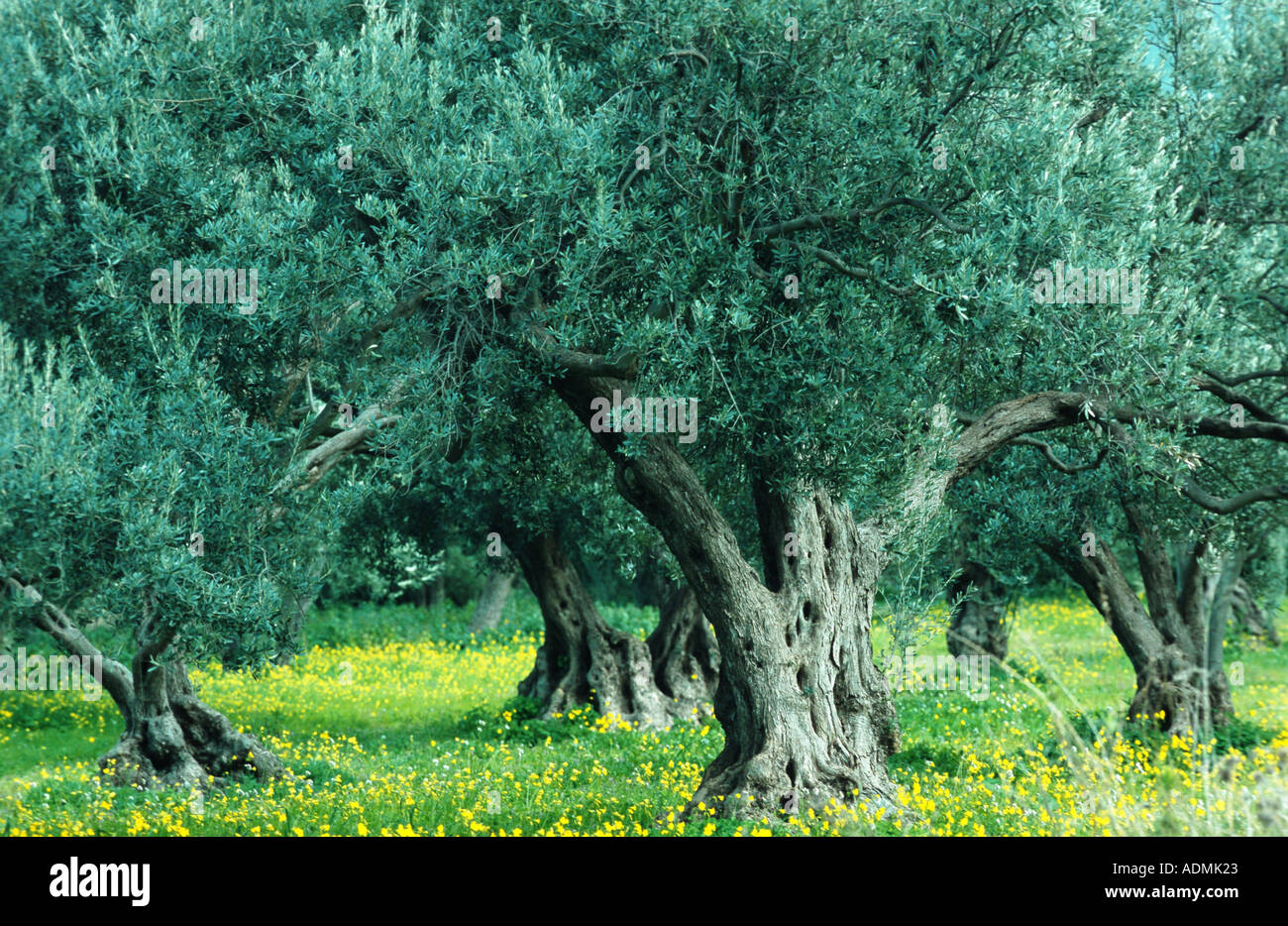 olive tree (Olea europaea), plantation Stock Photo - Alamy