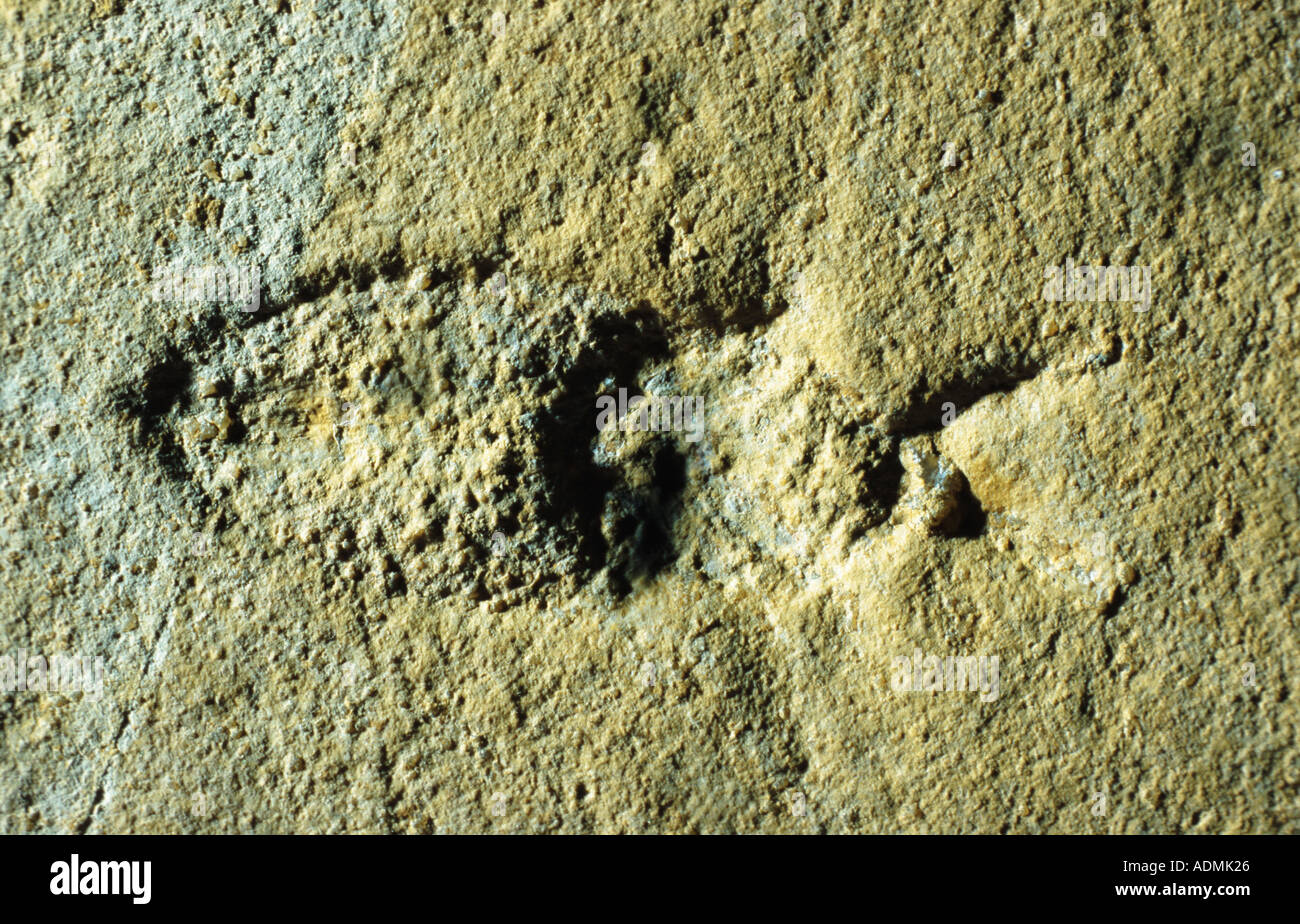 True water bug hi-res stock photography and images - Alamy