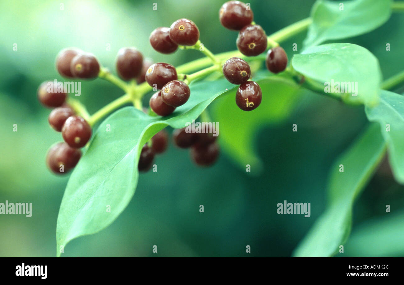 Powderpuff tree hi-res stock photography and images - Alamy