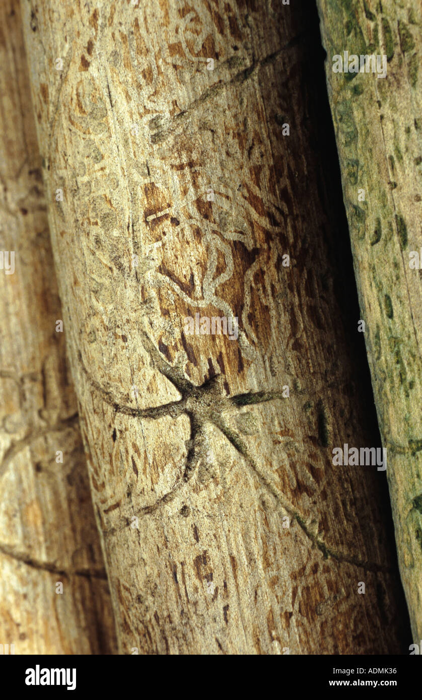 Pityogenes bidentatus hi-res stock photography and images - Alamy