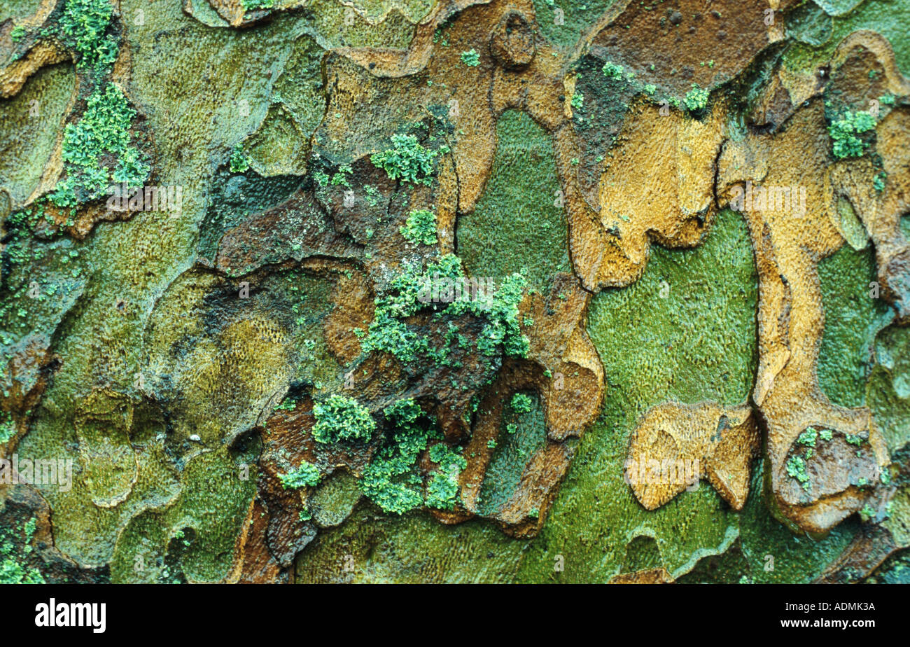 European plane, maple-leaved plane (Platanus hispanica (Platanus x ...