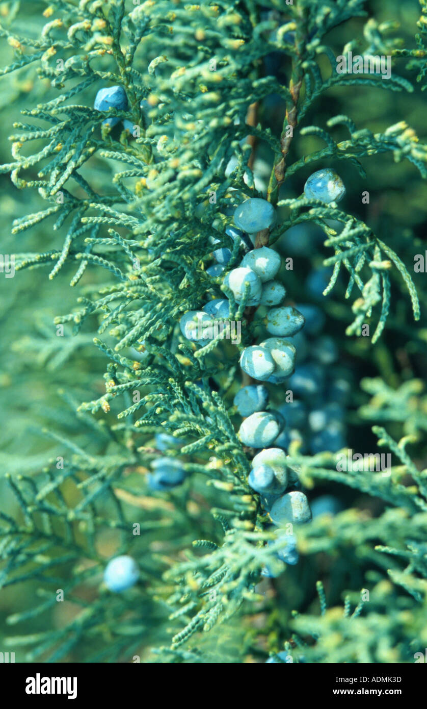 American juniper, eastern red cedar (Juniperus virginiana), twig with ...