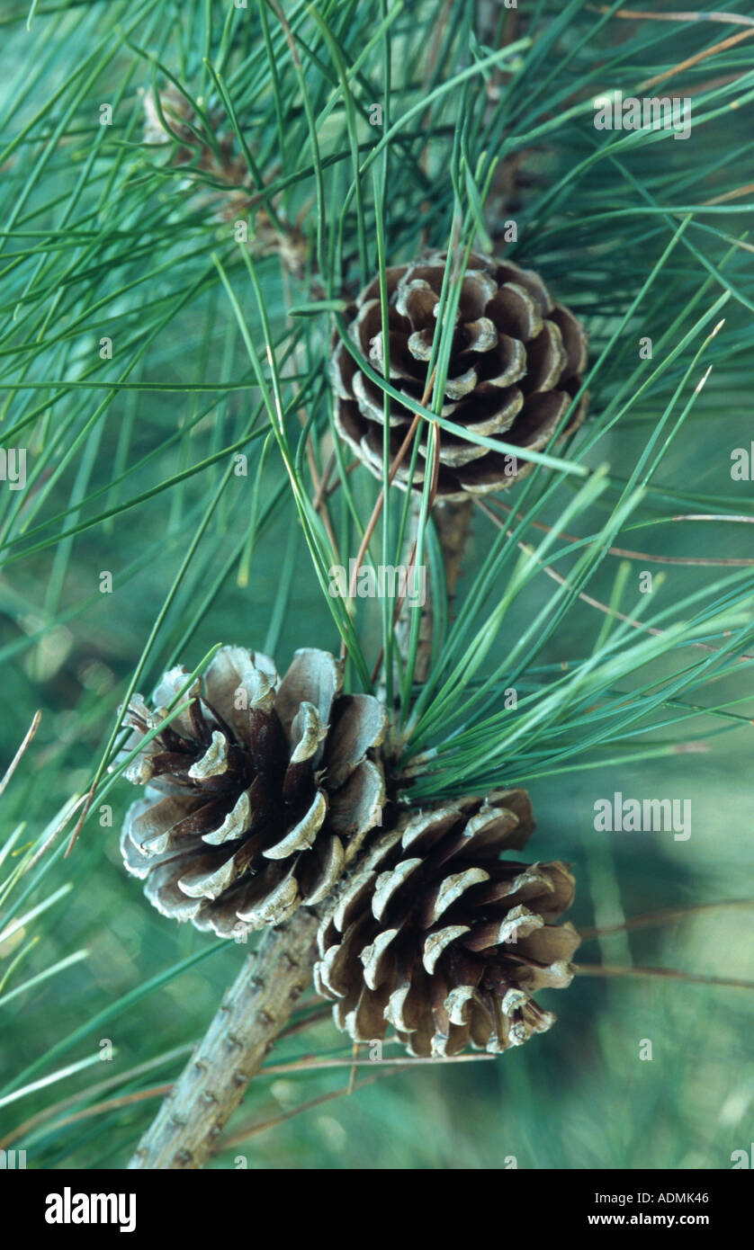 Chinese pine (Pinus tabuliformis), three cones Stock Photo - Alamy