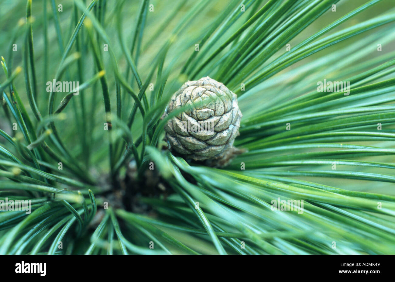 Swiss stone pine, arolla pine (Pinus cembra), cone Stock Photo - Alamy